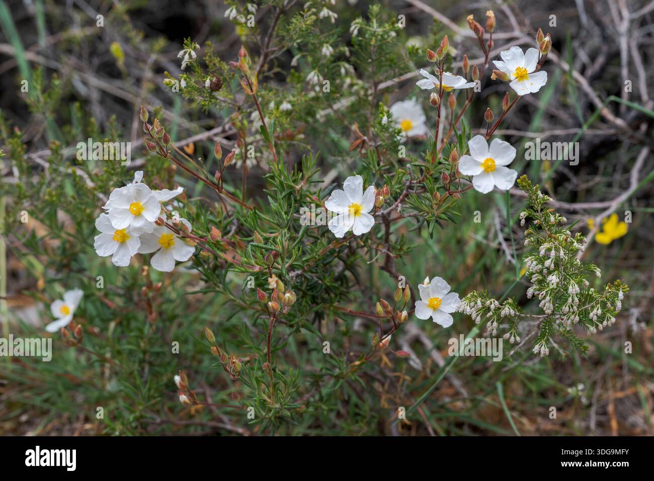 White flowers of Halimium umbellatum in bloom, with yellow centers ...