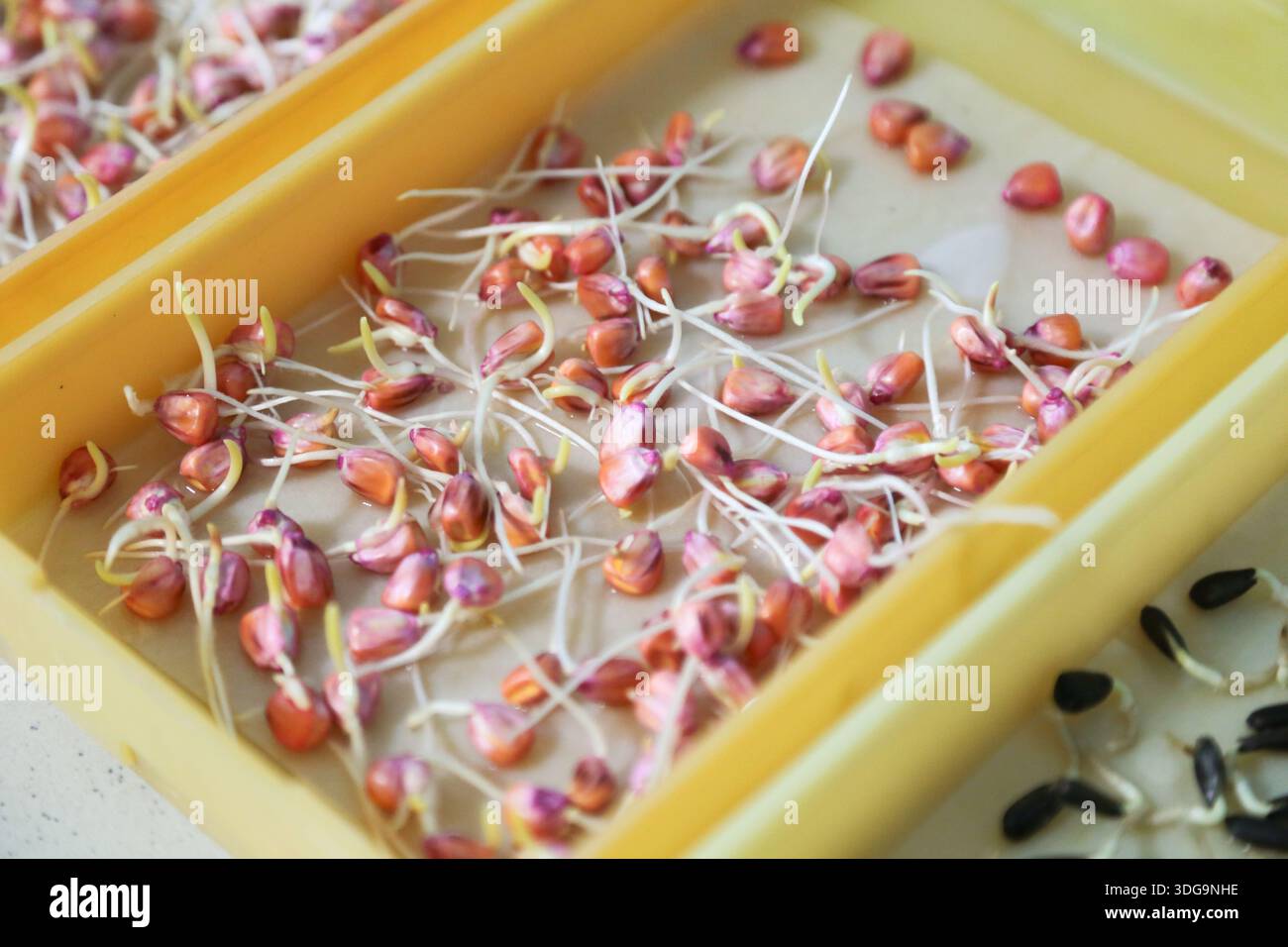 Seed quality control and germination test in a laboratory. Real photo ...