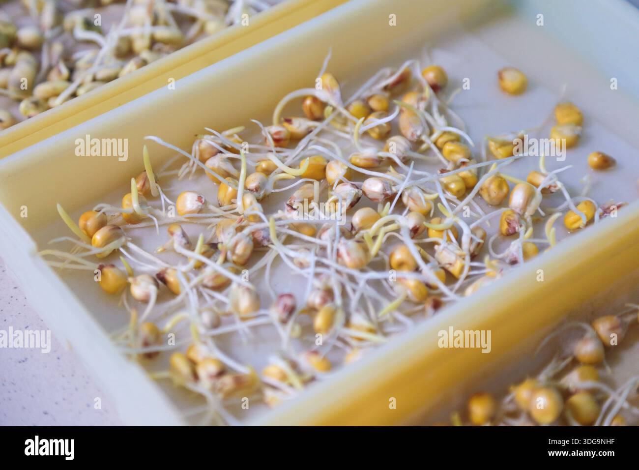 Seed germination test hi-res stock photography and images - Alamy