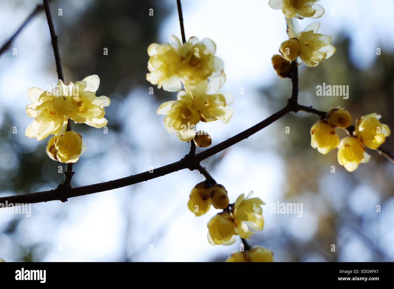 Wintersweet blossoms bloom in Hongyuan Park in Shanghai, China, 13 ...