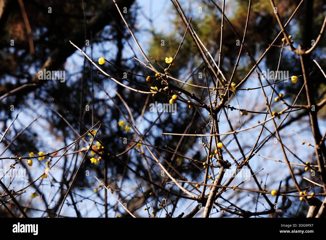 Wintersweet blossoms bloom in Hongyuan Park in Shanghai, China, 13 ...
