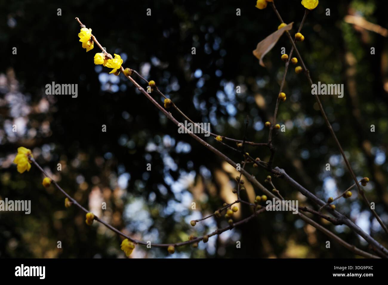 Wintersweet blossoms bloom in Hongyuan Park in Shanghai, China, 13 ...