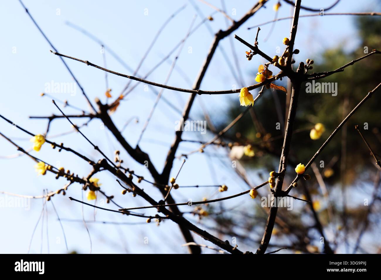 Wintersweet blossoms bloom in Hongyuan Park in Shanghai, China, 13 ...