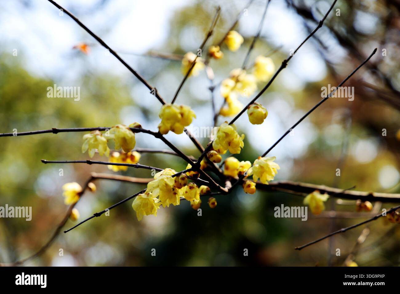 Wintersweet blossoms bloom in Hongyuan Park in Shanghai, China, 13 ...