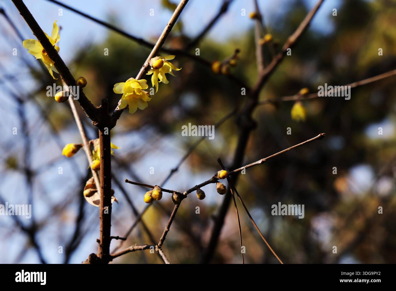 Wintersweet blossoms bloom in Hongyuan Park in Shanghai, China, 13 ...