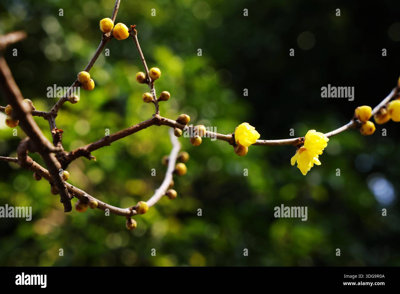 Wintersweet blossoms bloom in Hongyuan Park in Shanghai, China, 13 ...