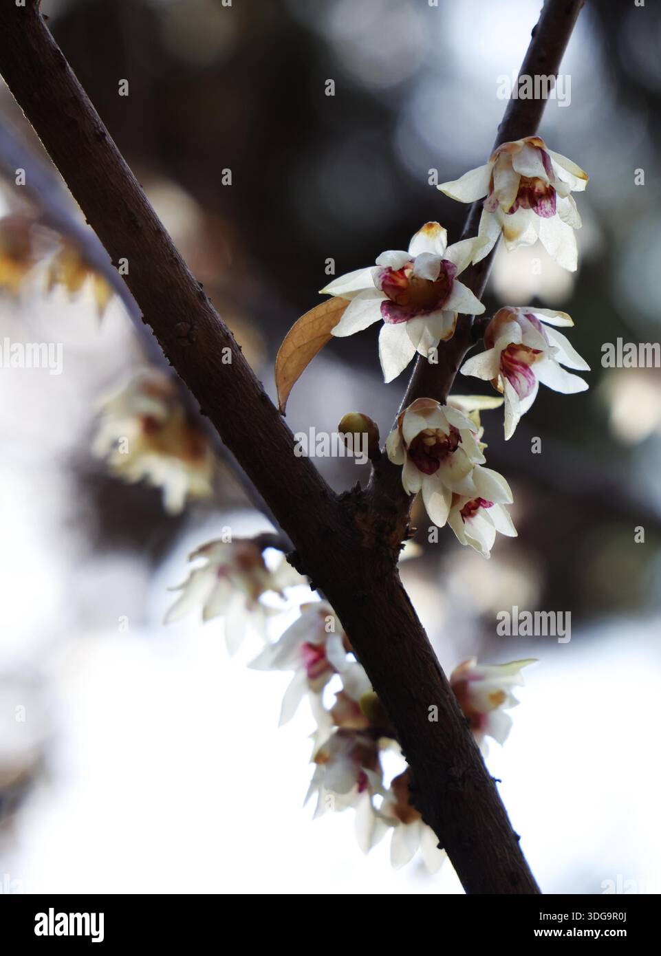 Wintersweet blossoms bloom in Hongyuan Park in Shanghai, China, 13 ...