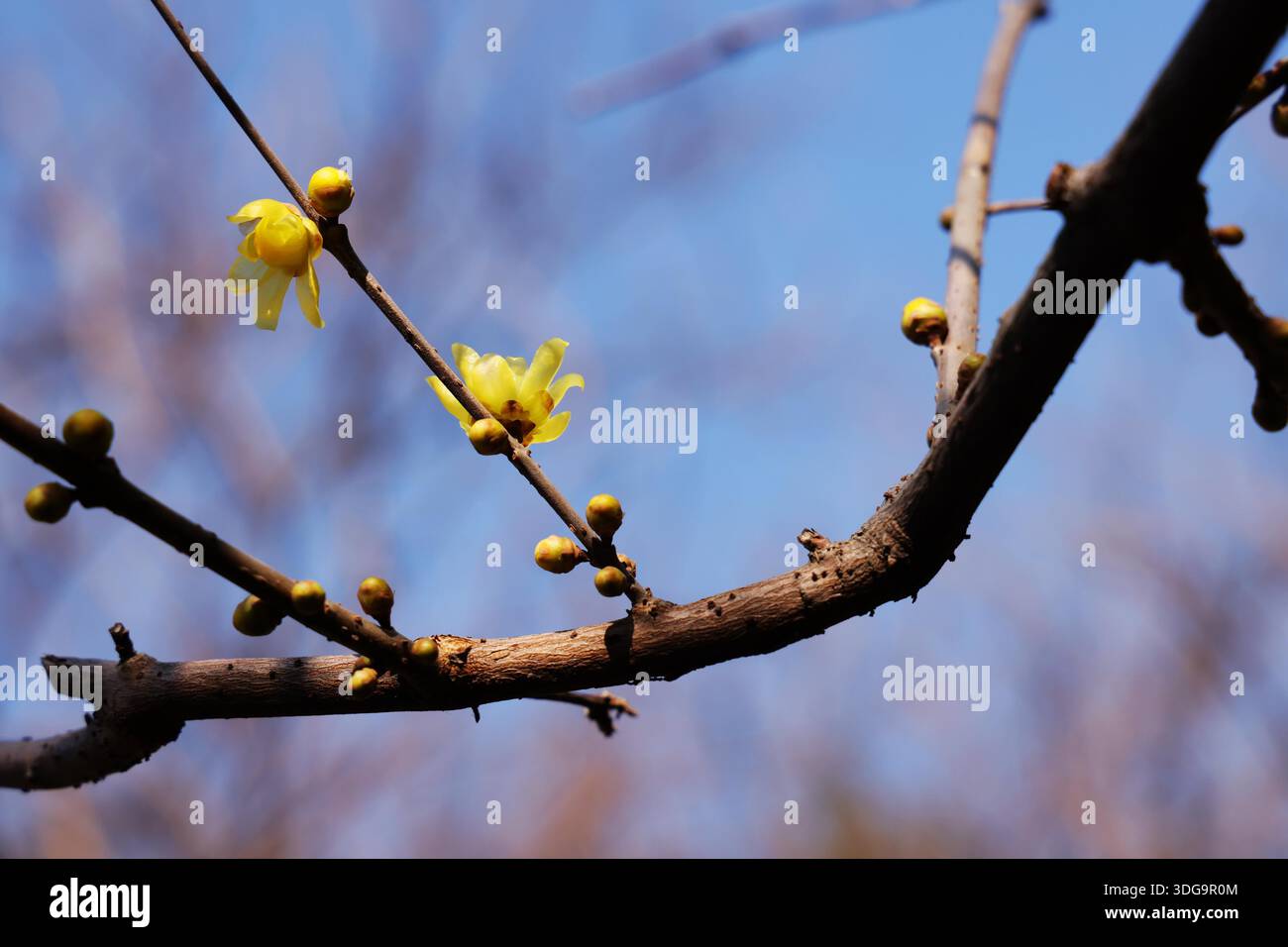 Wintersweet blossoms bloom in Hongyuan Park in Shanghai, China, 13 ...
