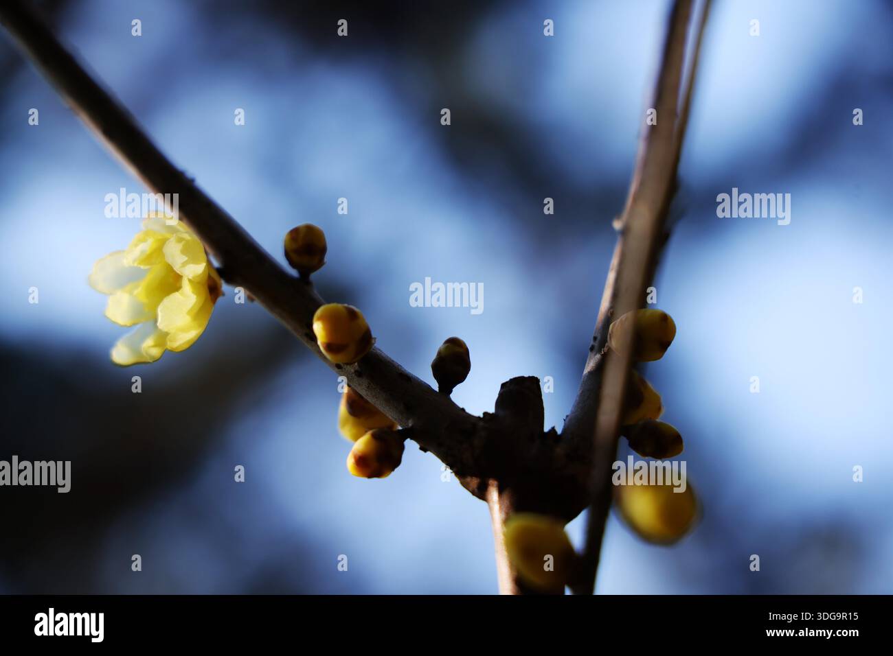 Wintersweet blossoms bloom in Hongyuan Park in Shanghai, China, 13 ...