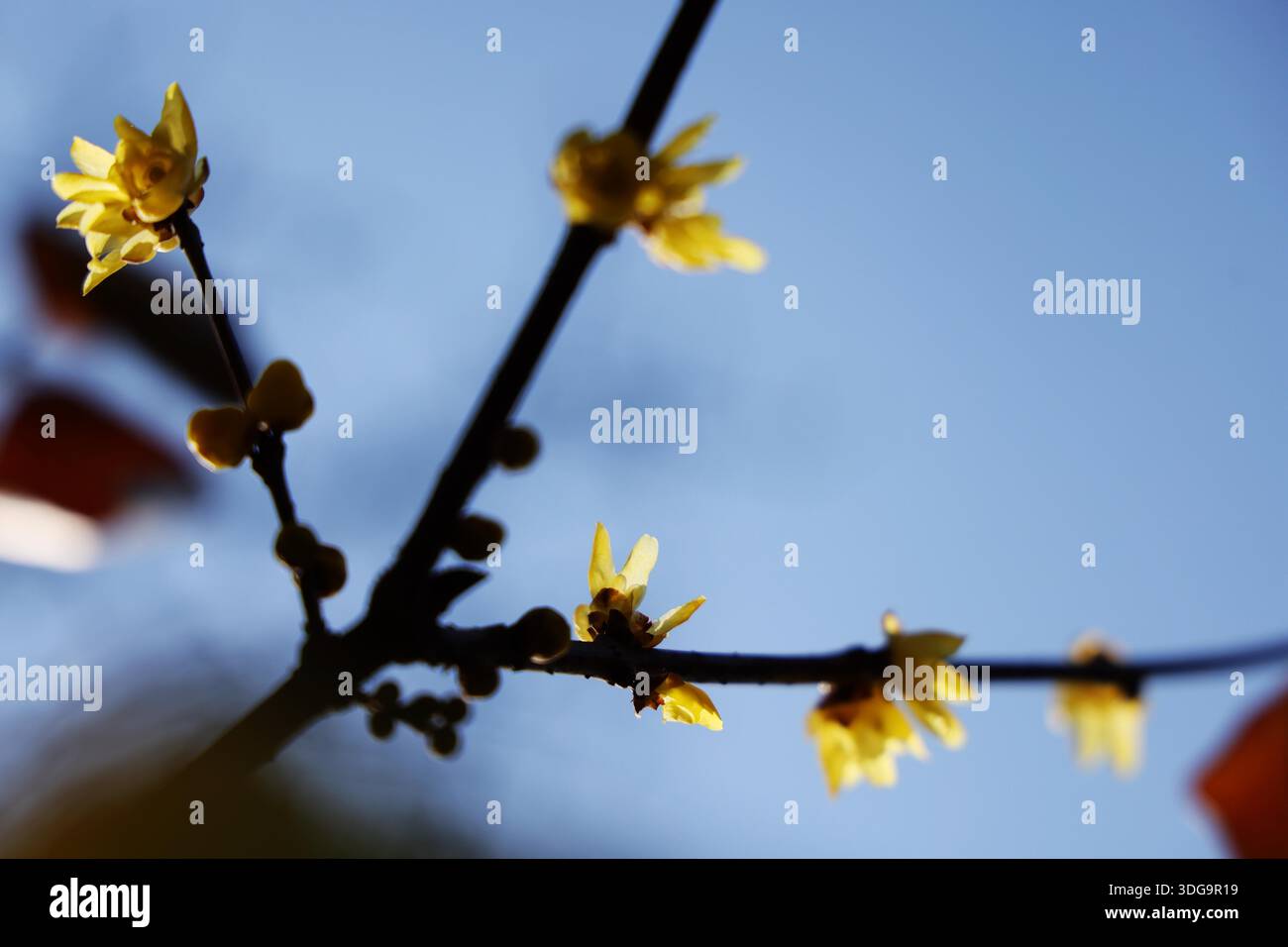 Wintersweet blossoms bloom in Hongyuan Park in Shanghai, China, 13 ...