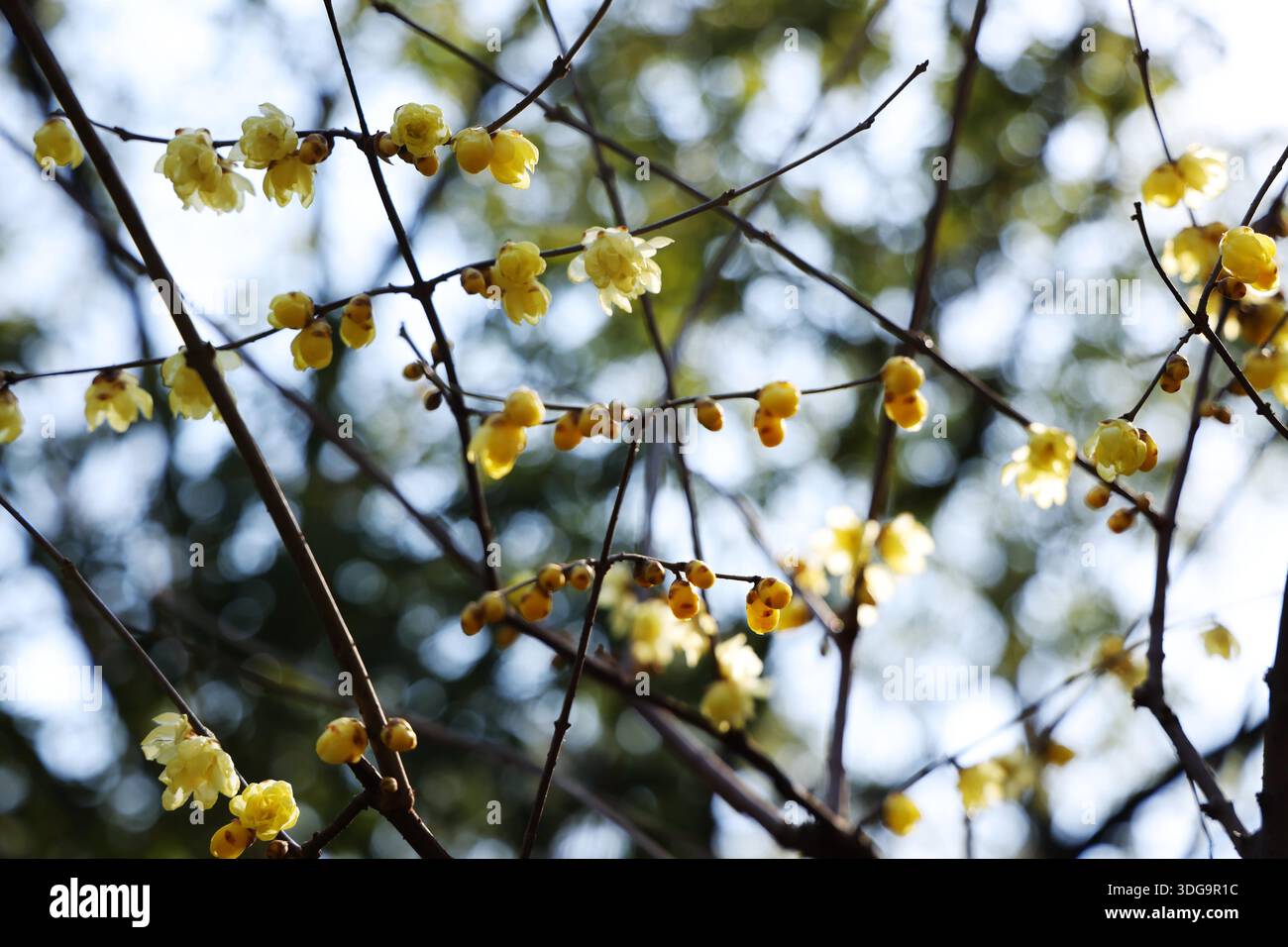 Wintersweet blossoms bloom in Hongyuan Park in Shanghai, China, 13 ...