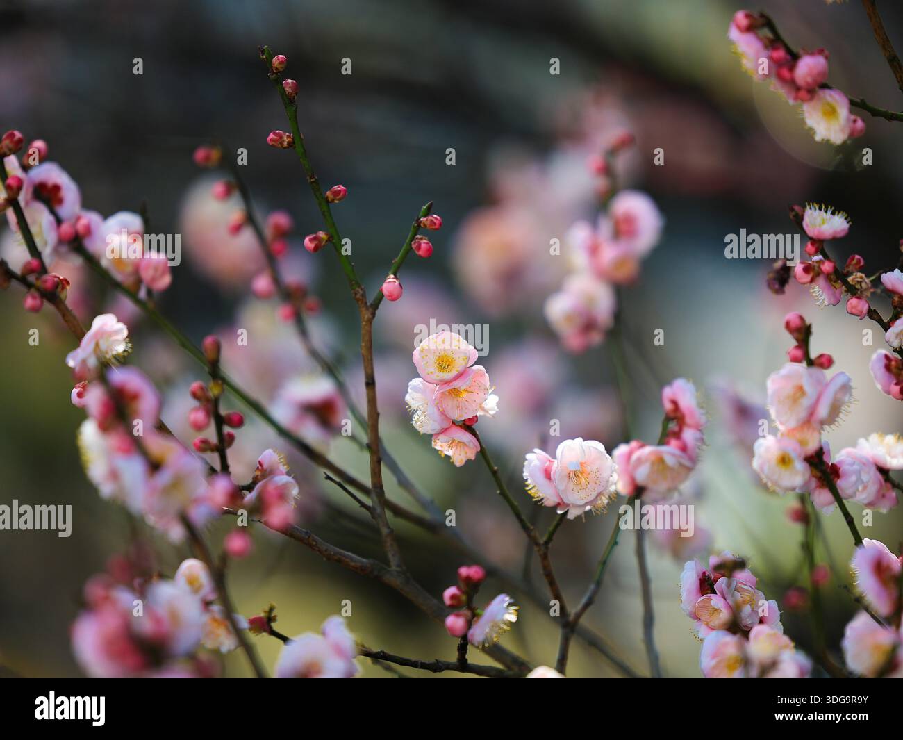 Plum blossoms bloom in Qiandongnan Miao and Dong Autonomous Prefecture ...