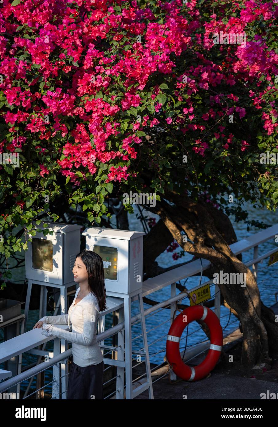 Bougainvillea flowers bloom along Datong Bridge in Haikou City ...