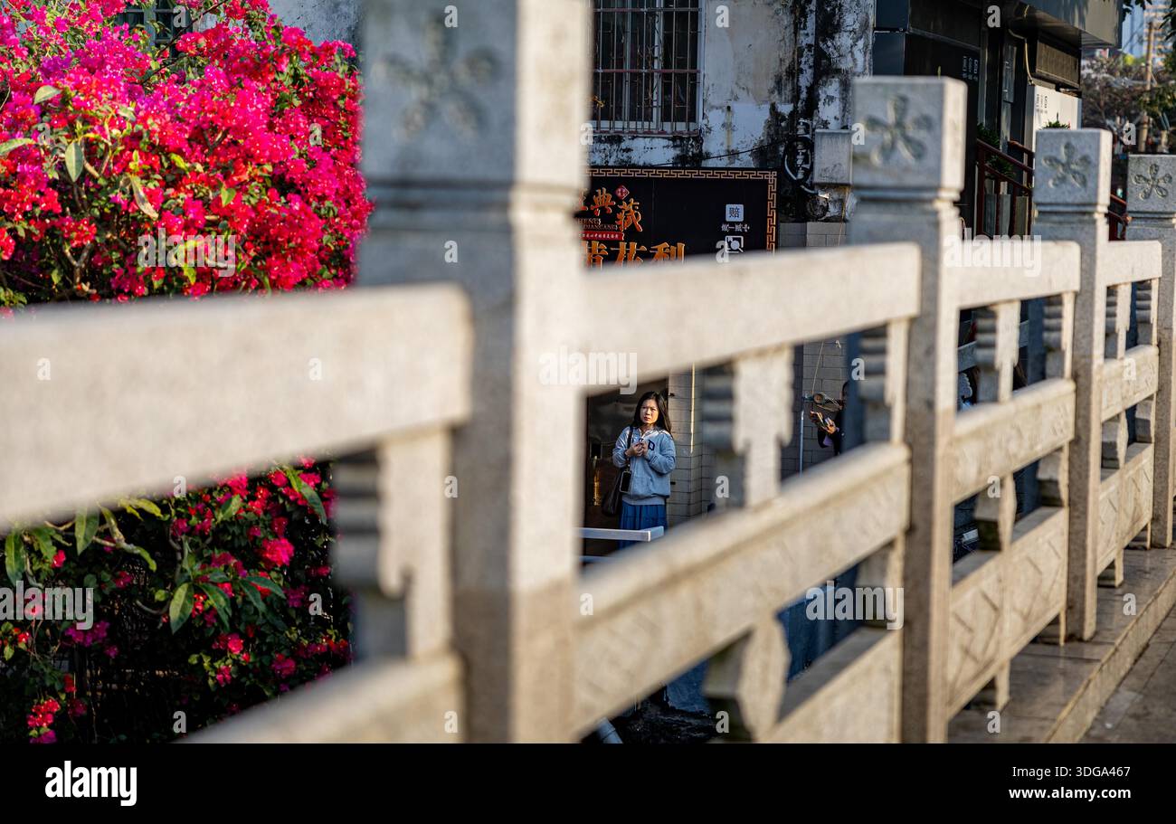 Bougainvillea flowers bloom along Datong Bridge in Haikou City ...