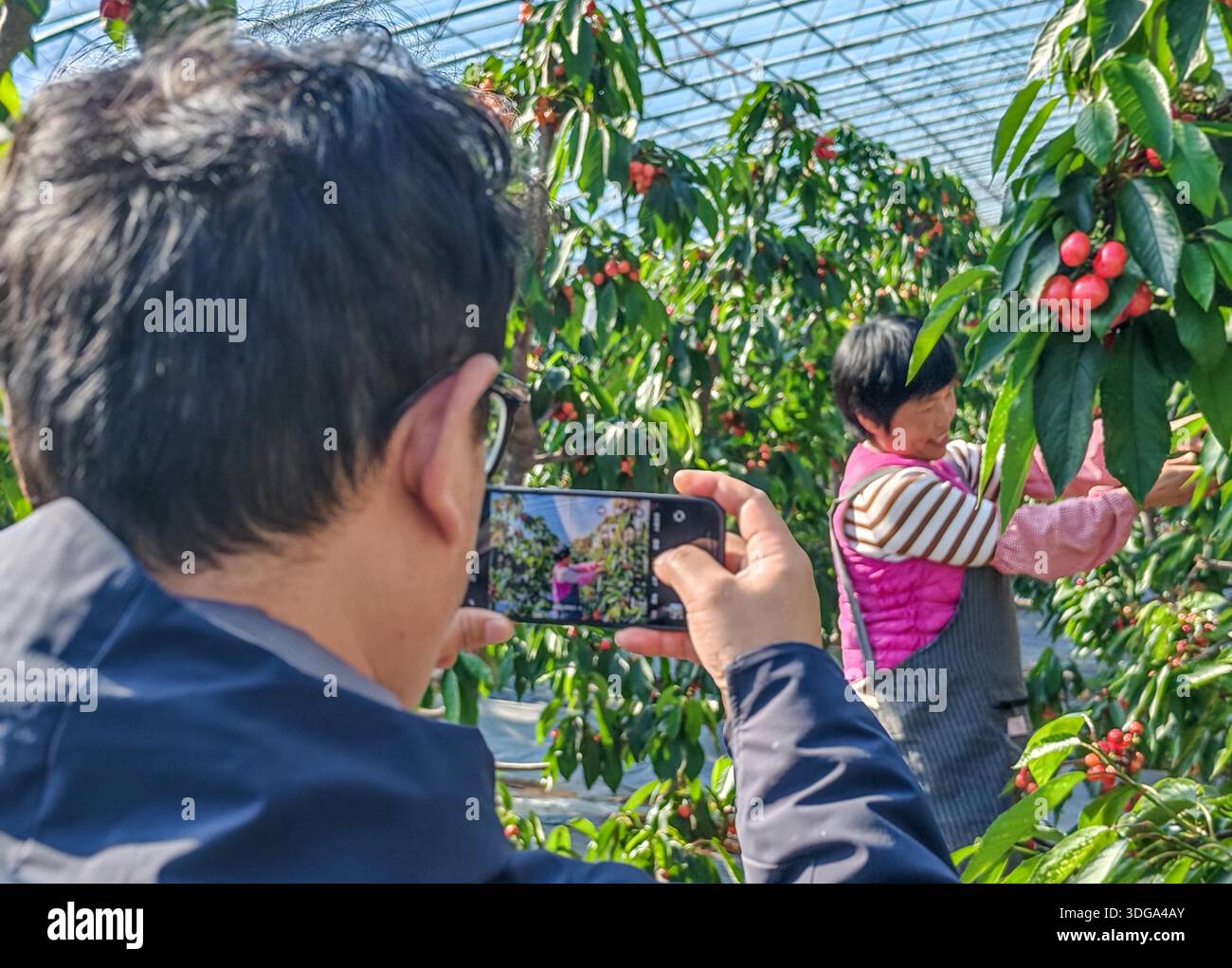 Cherries ripen on trees in a greenhouse in Wulian County, Rizhao City ...