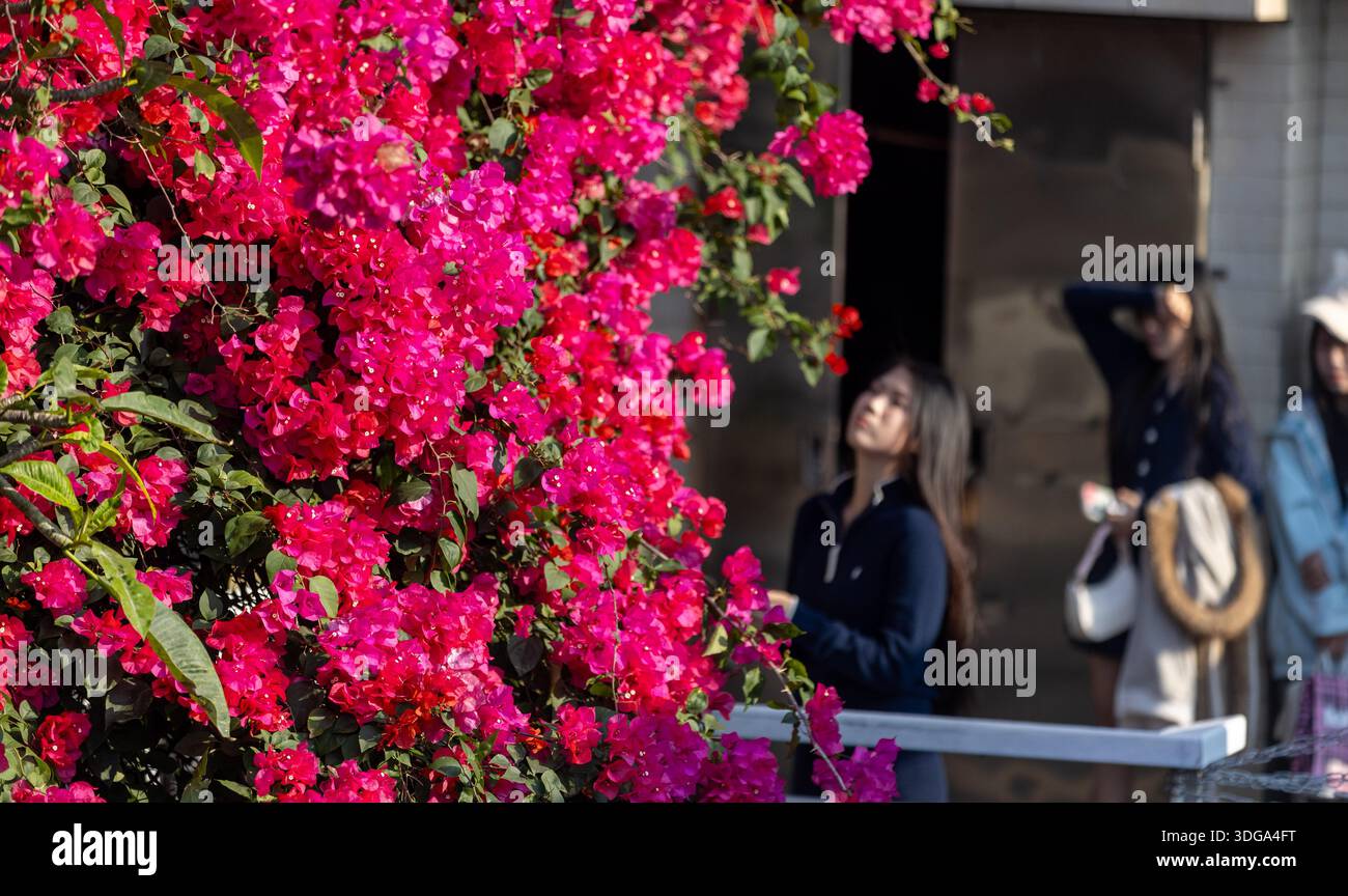 Bougainvillea flowers bloom along Datong Bridge in Haikou City ...