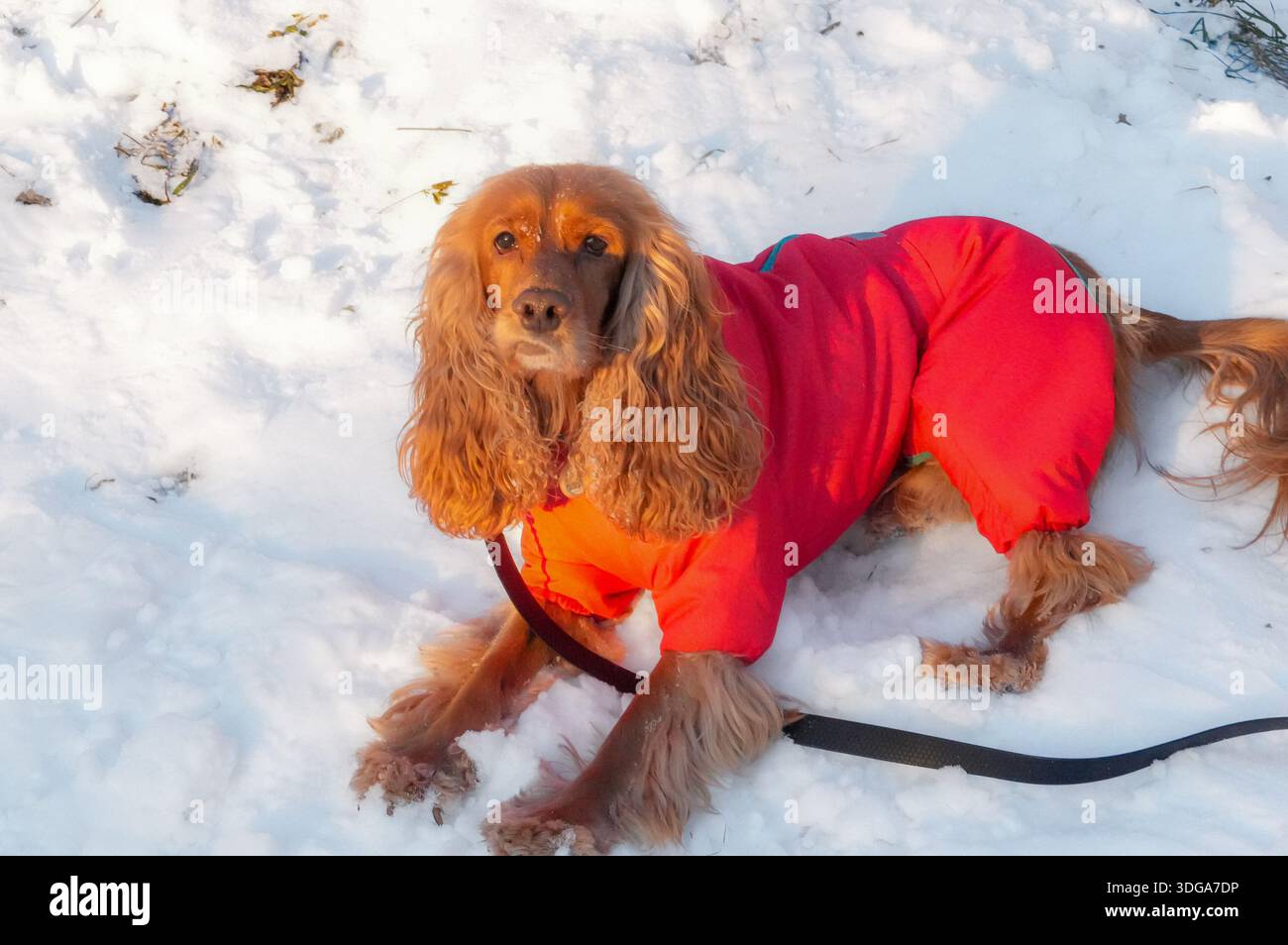 Cavalier king charles spaniel in red winter clothes on snowenglish hi ...