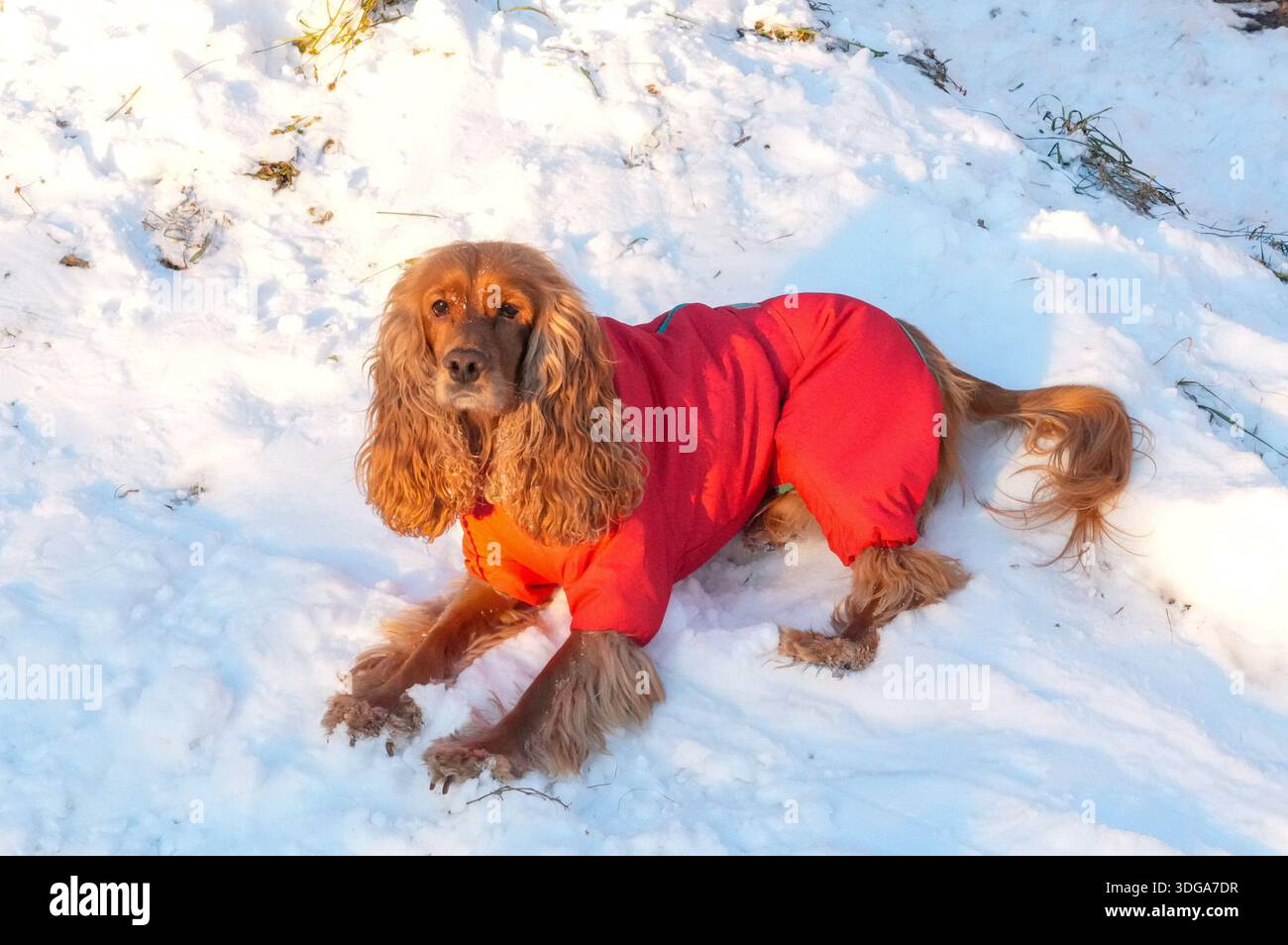 Cavalier king charles spaniel in red winter clothes on snowenglish hi ...