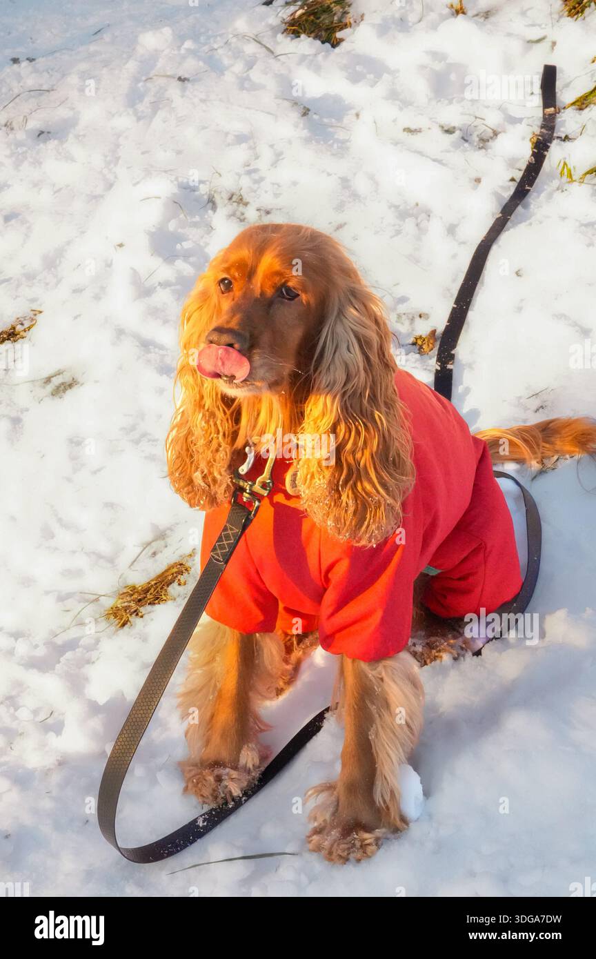 Cavalier king charles spaniel in red winter clothes on snowenglish hi ...