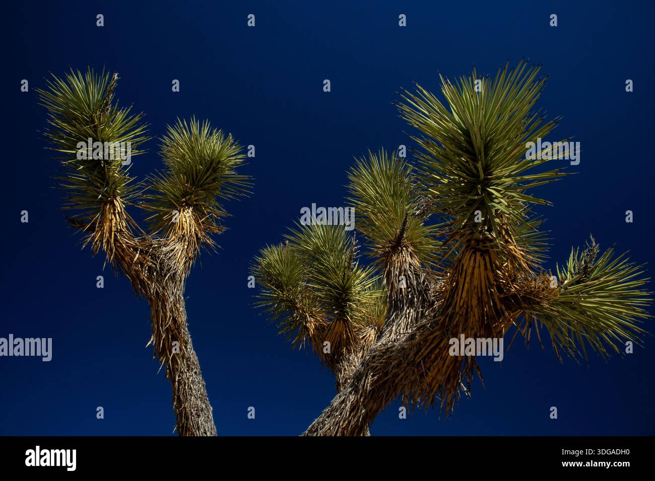 Iconic joshua tree against hi-res stock photography and images - Alamy