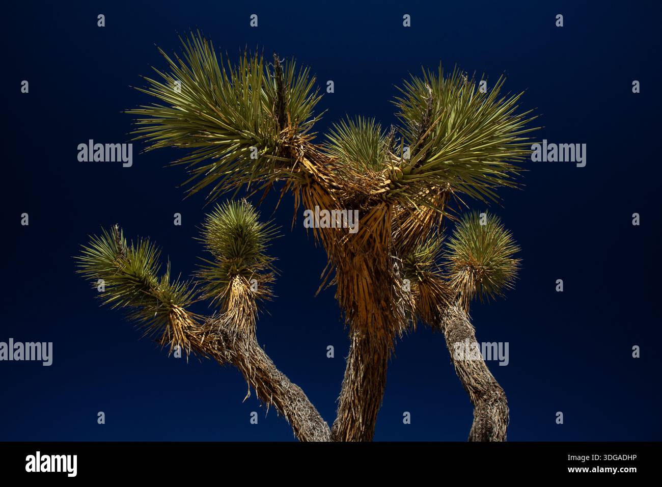 Iconic joshua tree against hi-res stock photography and images - Alamy