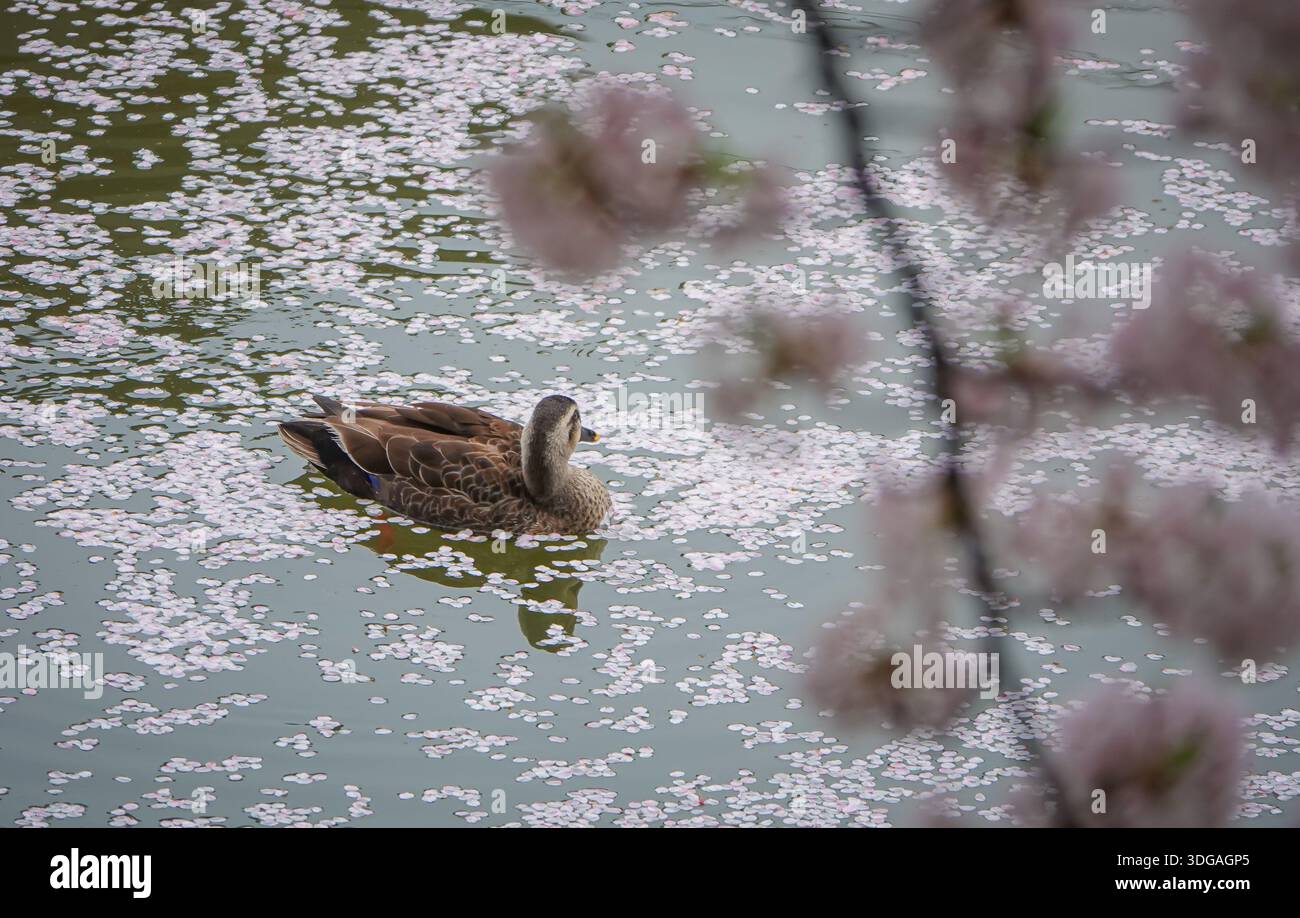 Ducks on lake among fallen hi-res stock photography and images - Alamy