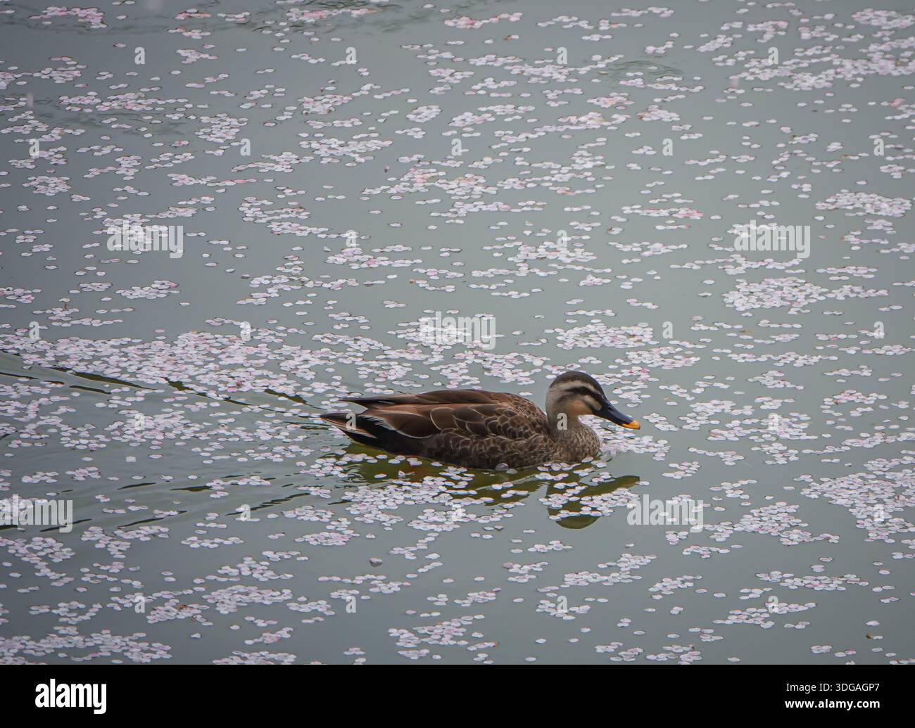 Ducks on lake among fallen hi-res stock photography and images - Alamy