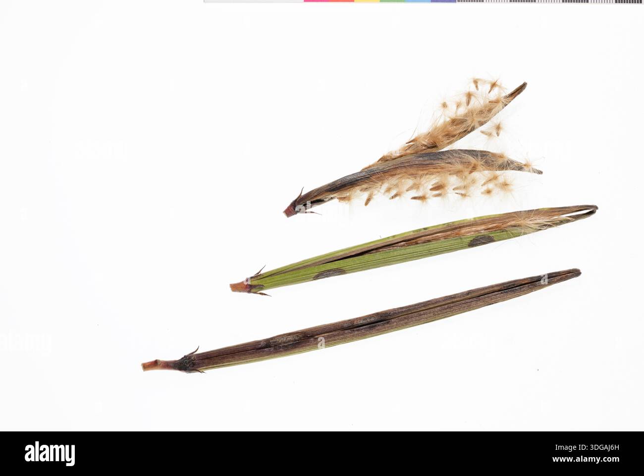 open and closed capsule of nerium oleander with seed on white ...