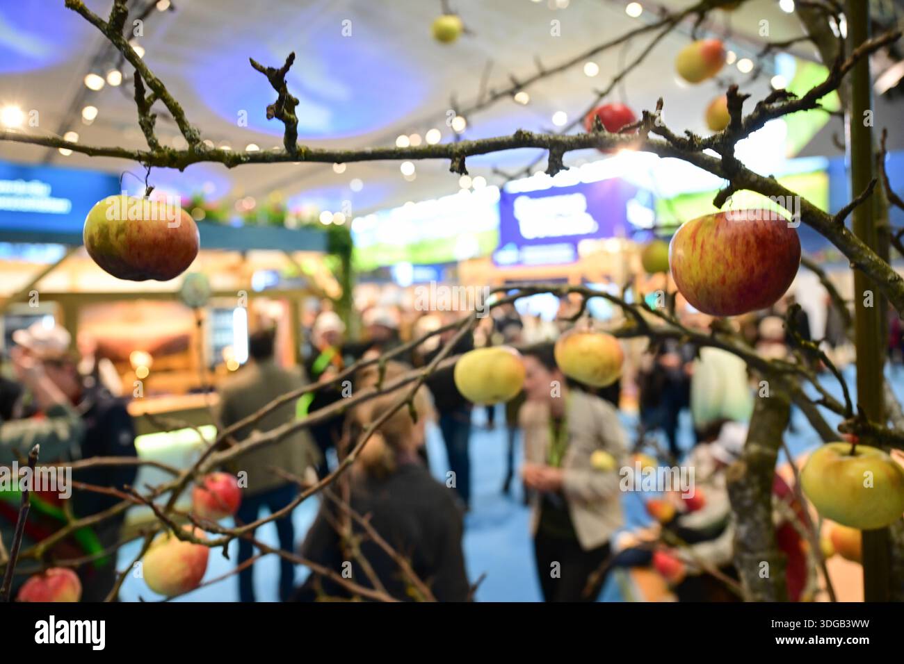 Berlin, Germany. 16th Jan, 2026. Apples are placed on a tree during the ...