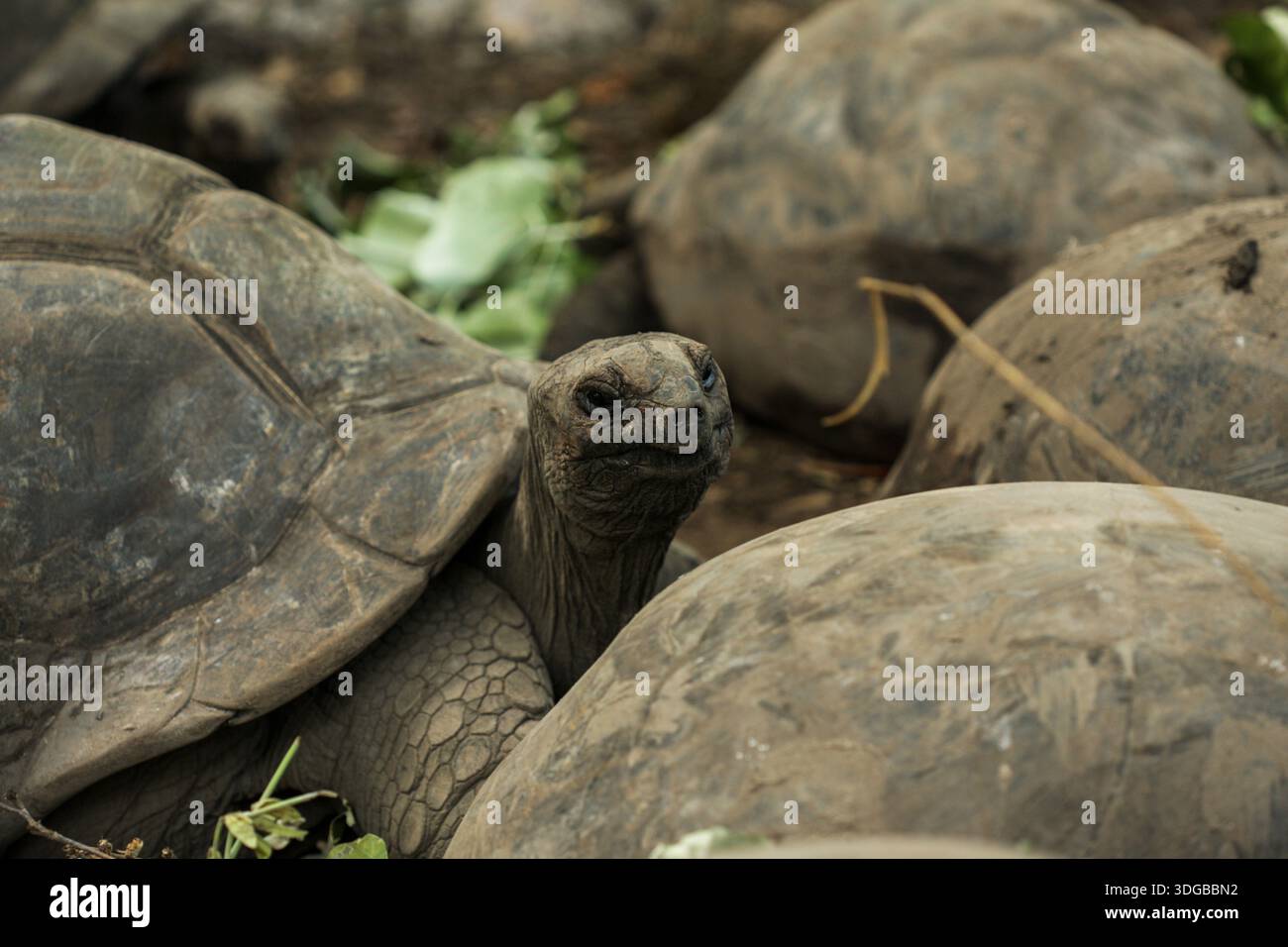 Wildlife photograph of three Aldabra giant tortoises standing next to ...