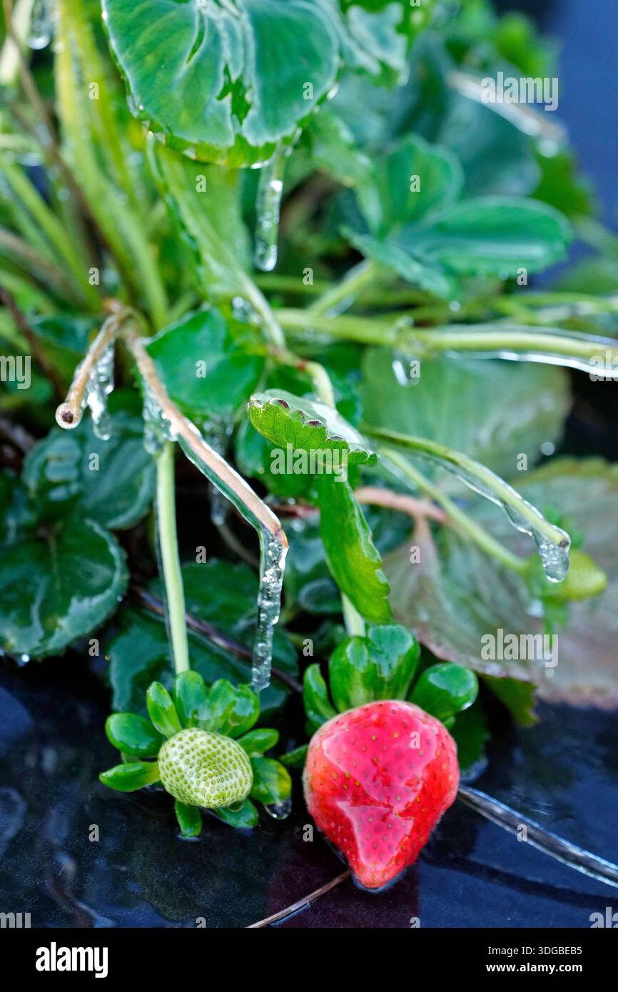 A protective coating of ice clings to strawberry plants in sub-freezing ...