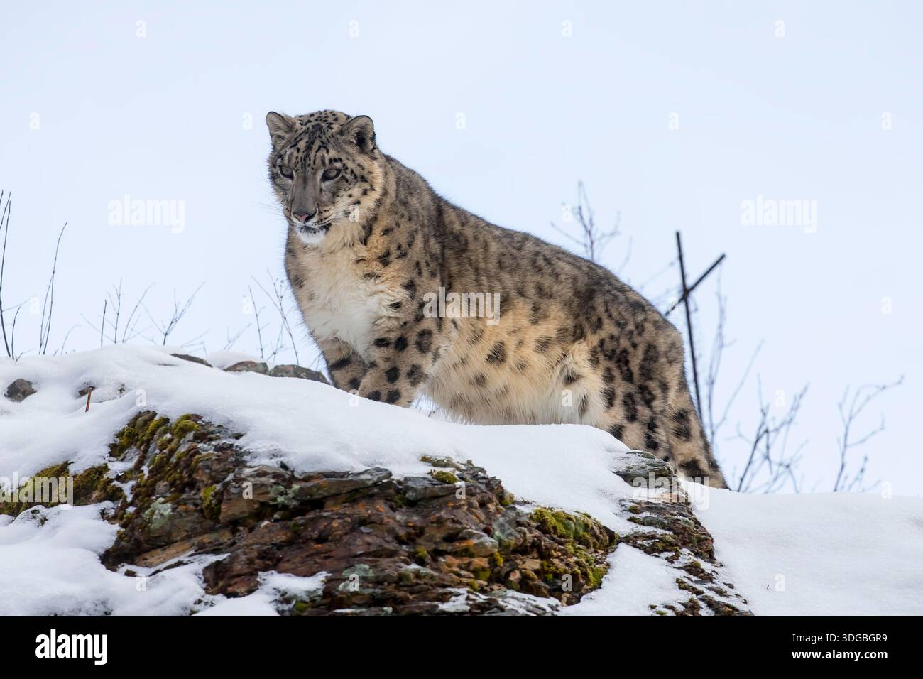 A snow leopard moves silently across a snowy mountain, its spotted coat ...