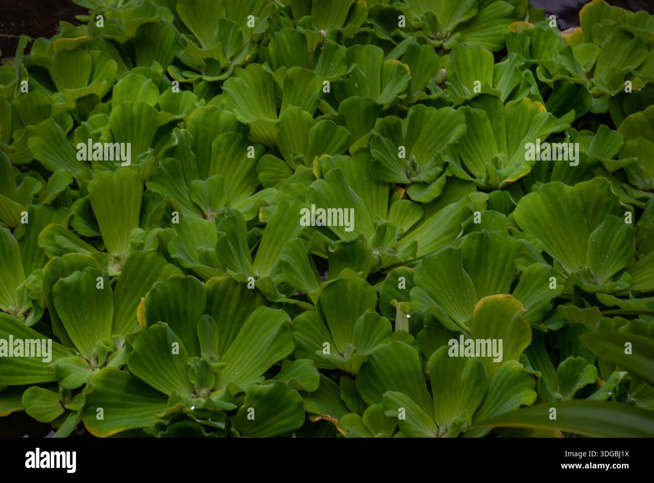 Pistia is a genus of aquatic plant in the arum family, Araceae. The ...