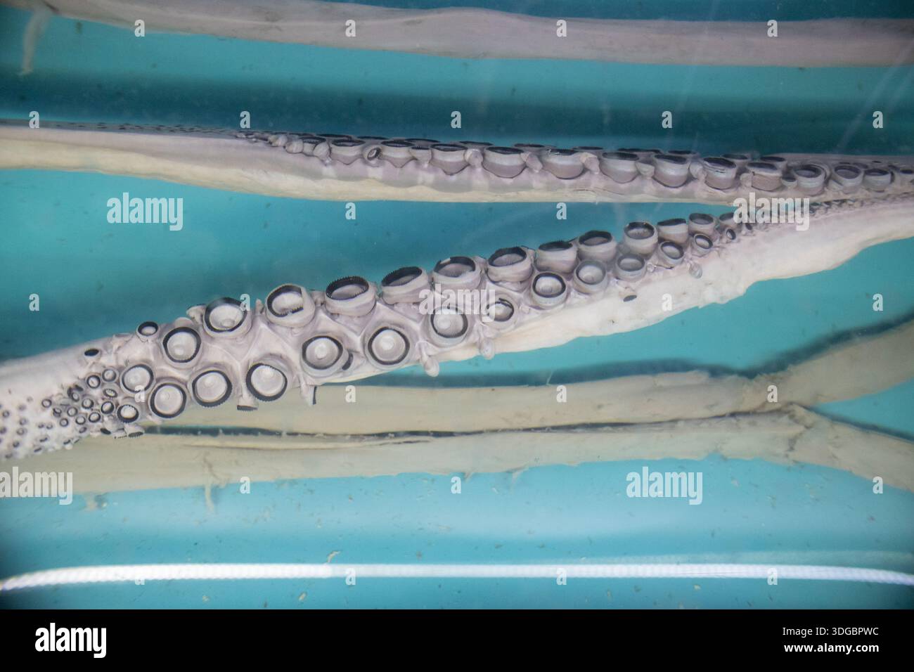 Tentacles exhibit hi-res stock photography and images - Alamy