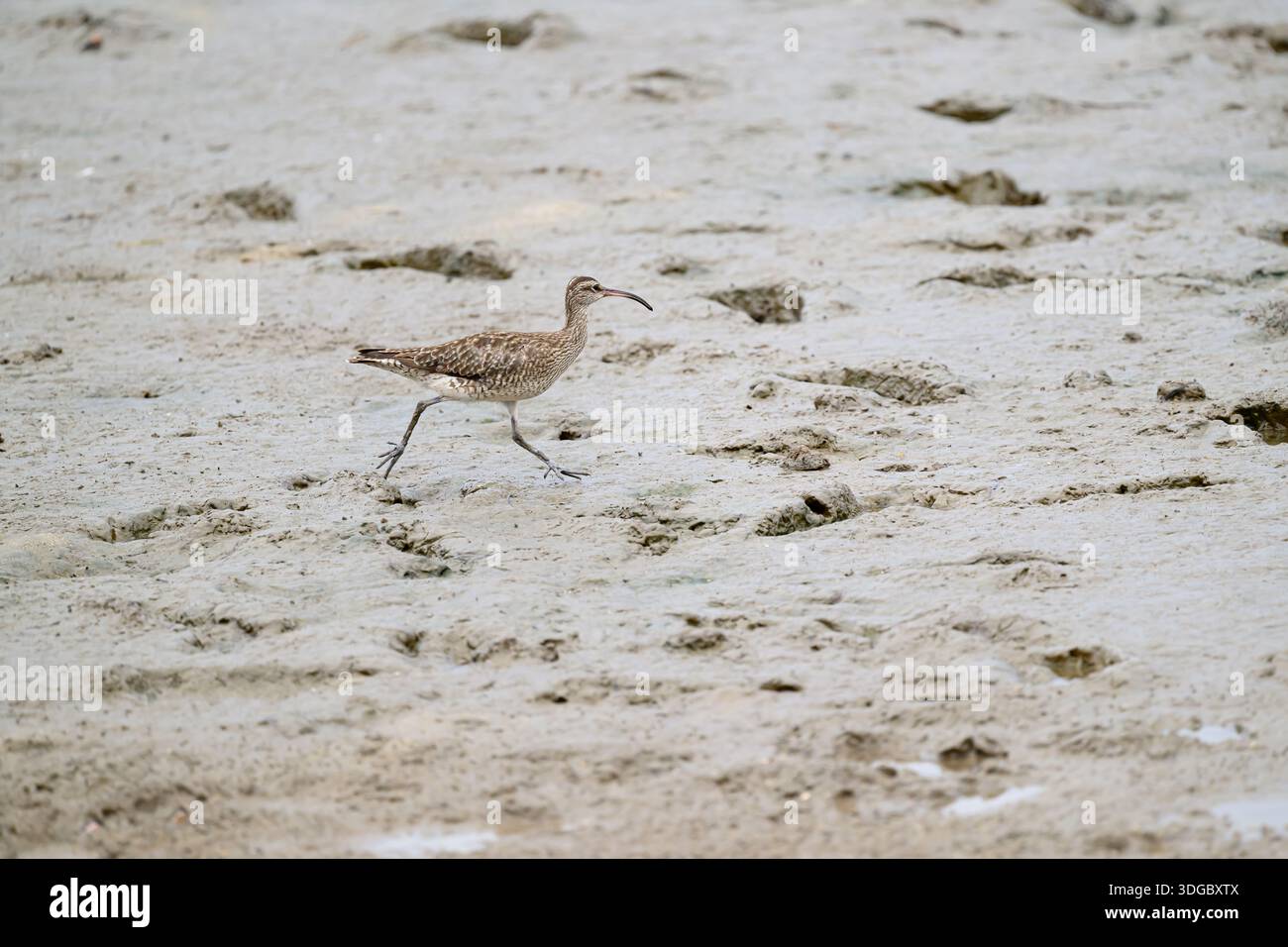 A Far Eastern curlew (Numenius madagascariensis Stock Photo - Alamy