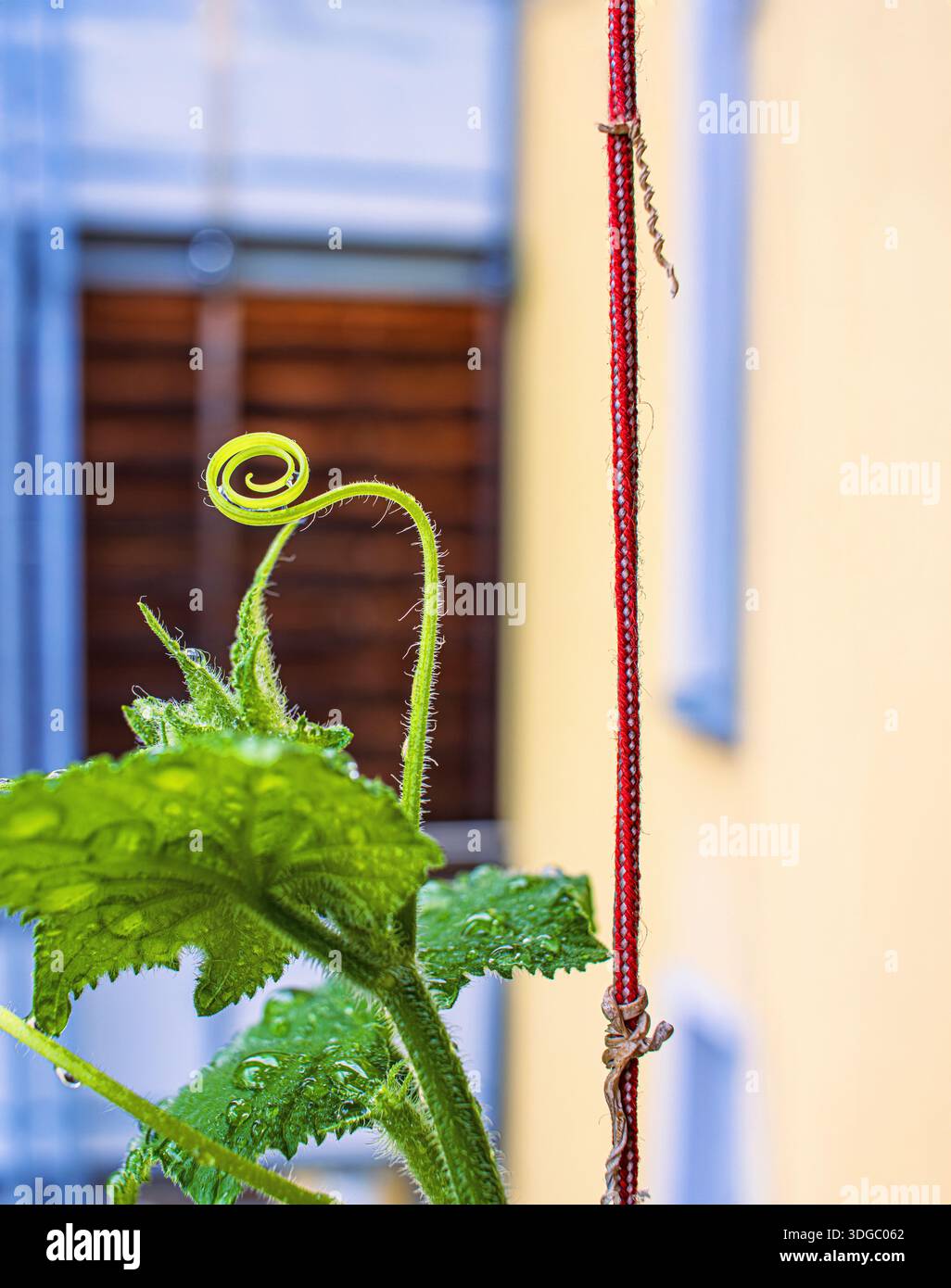 Macro of a vibrant green cucumber tendril curls in a tight spiral above ...
