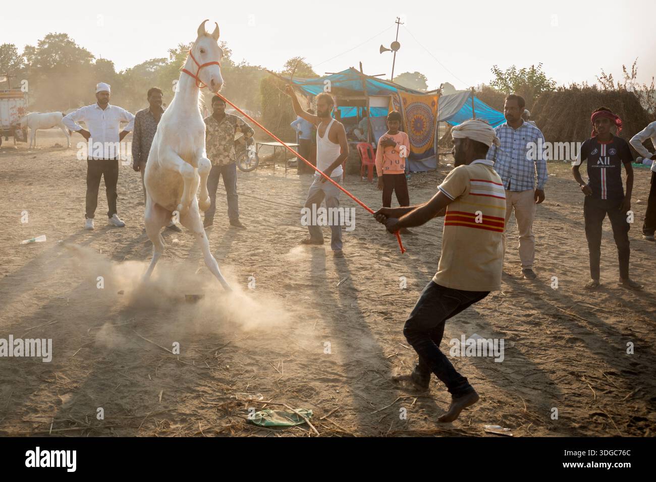 Camels and horses for sale at the Bateshwar Cattle Fair, Bateshwar ...