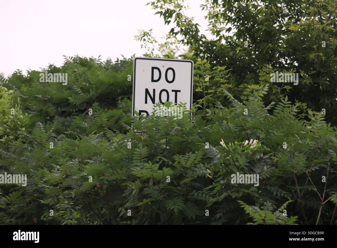 Funny Road Sign Obscured by Ferns, Central Minnesota Stock Photo - Alamy