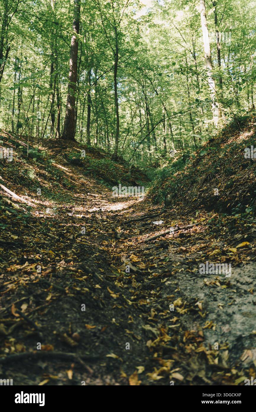 The natural landscape of loess gullies in a forest in Poland Stock ...