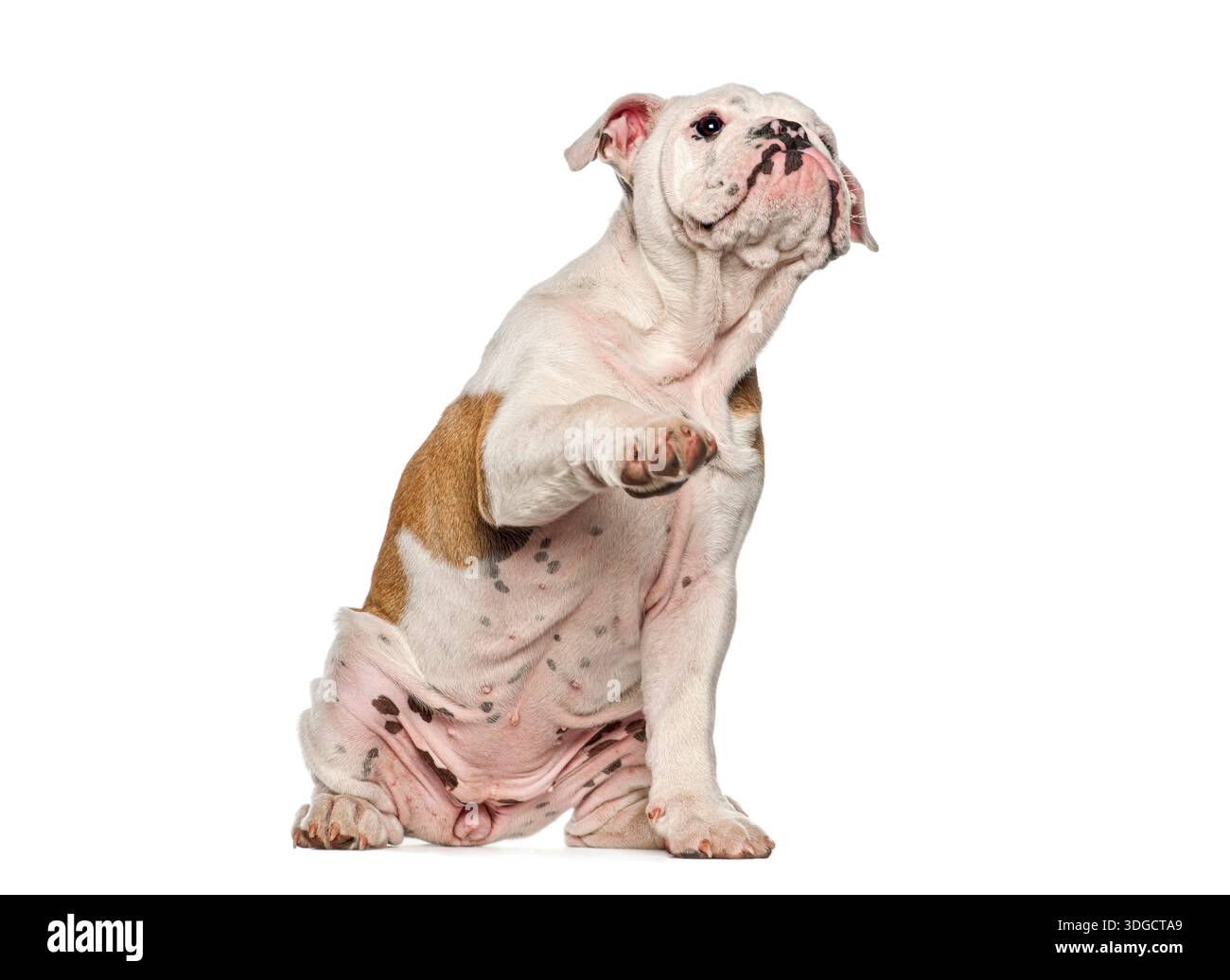 english bulldog puppy sitting, lifting paw looking up playfully Stock ...