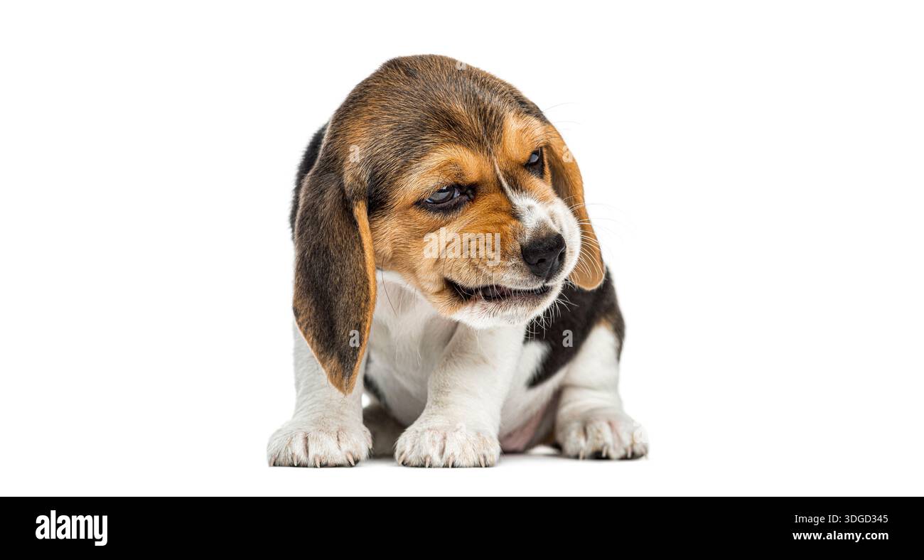 Beagle puppy demonstrating aggressive behavior, snarking and baring its ...