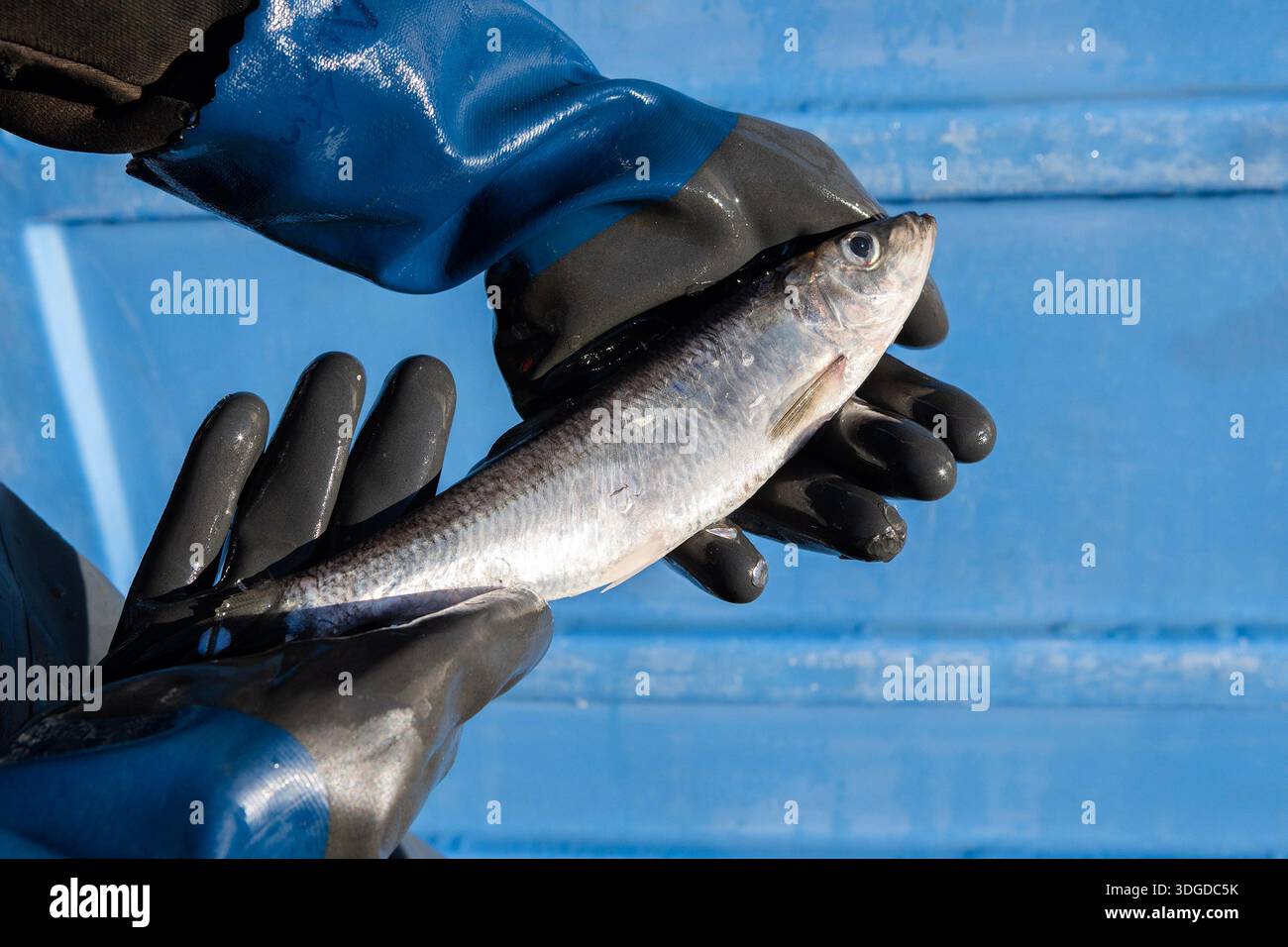 Victoria, Can. 16th Jan, 2026. A staff member holds a freshly caught ...
