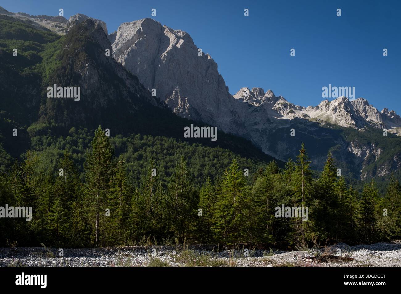 Dense evergreen forest fills hi-res stock photography and images - Alamy