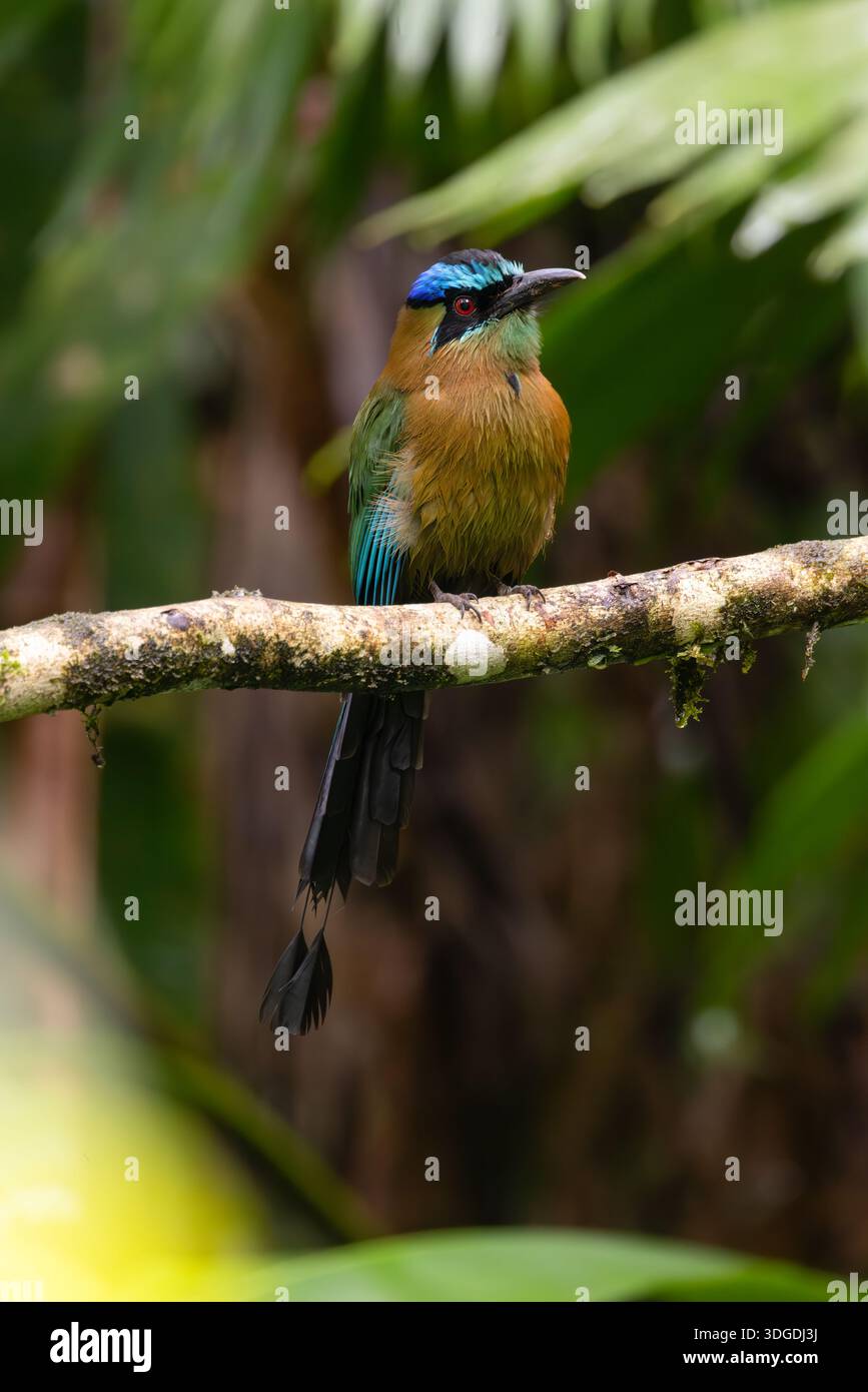 Blue-crowned Motmot an exotic large bird from the lowland jungle of ...