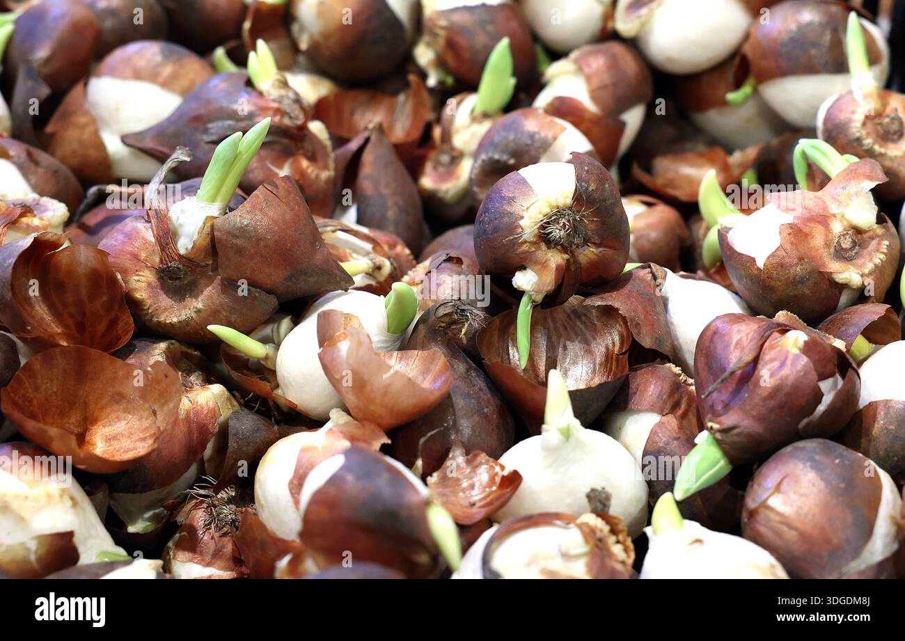 16.01.2026, Berlin - Deutschland. Tulpenzwiebeln, winterharte Sorte ...