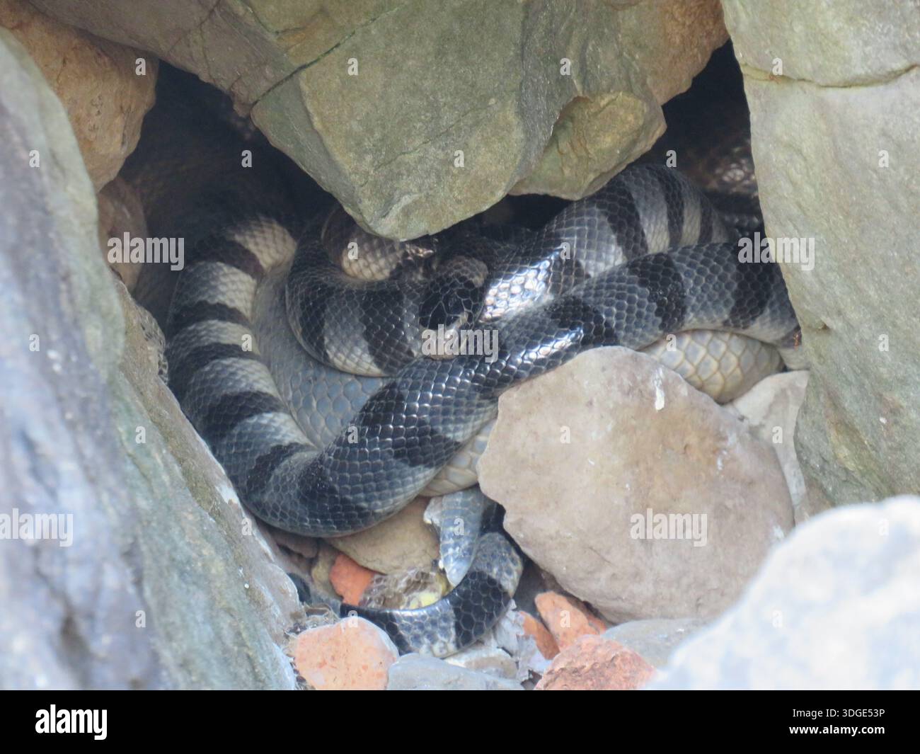 Yellow-Lipped Sea Krait (Laticauda colubrina) hiding between rocks at ...