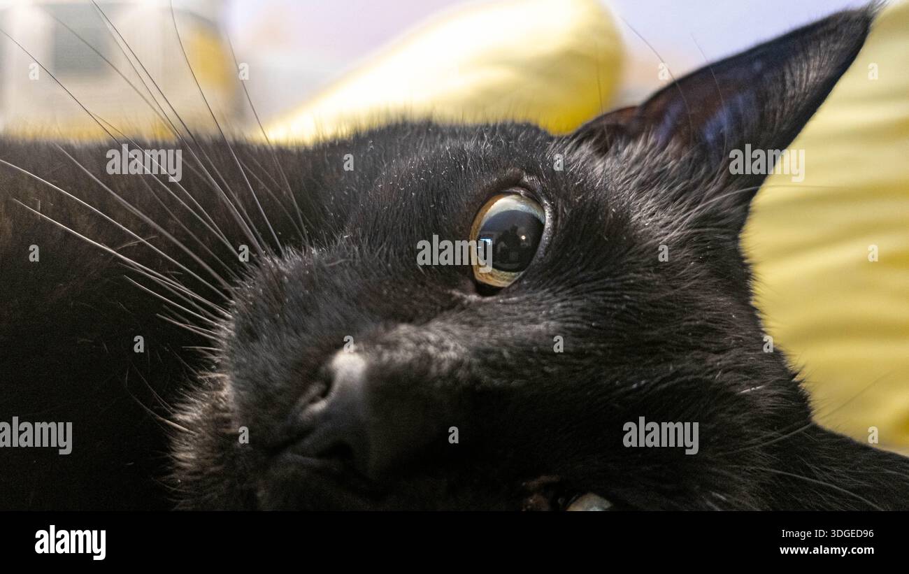 11 January 2026, Hamburg: A reclining black cat looks at the viewer ...