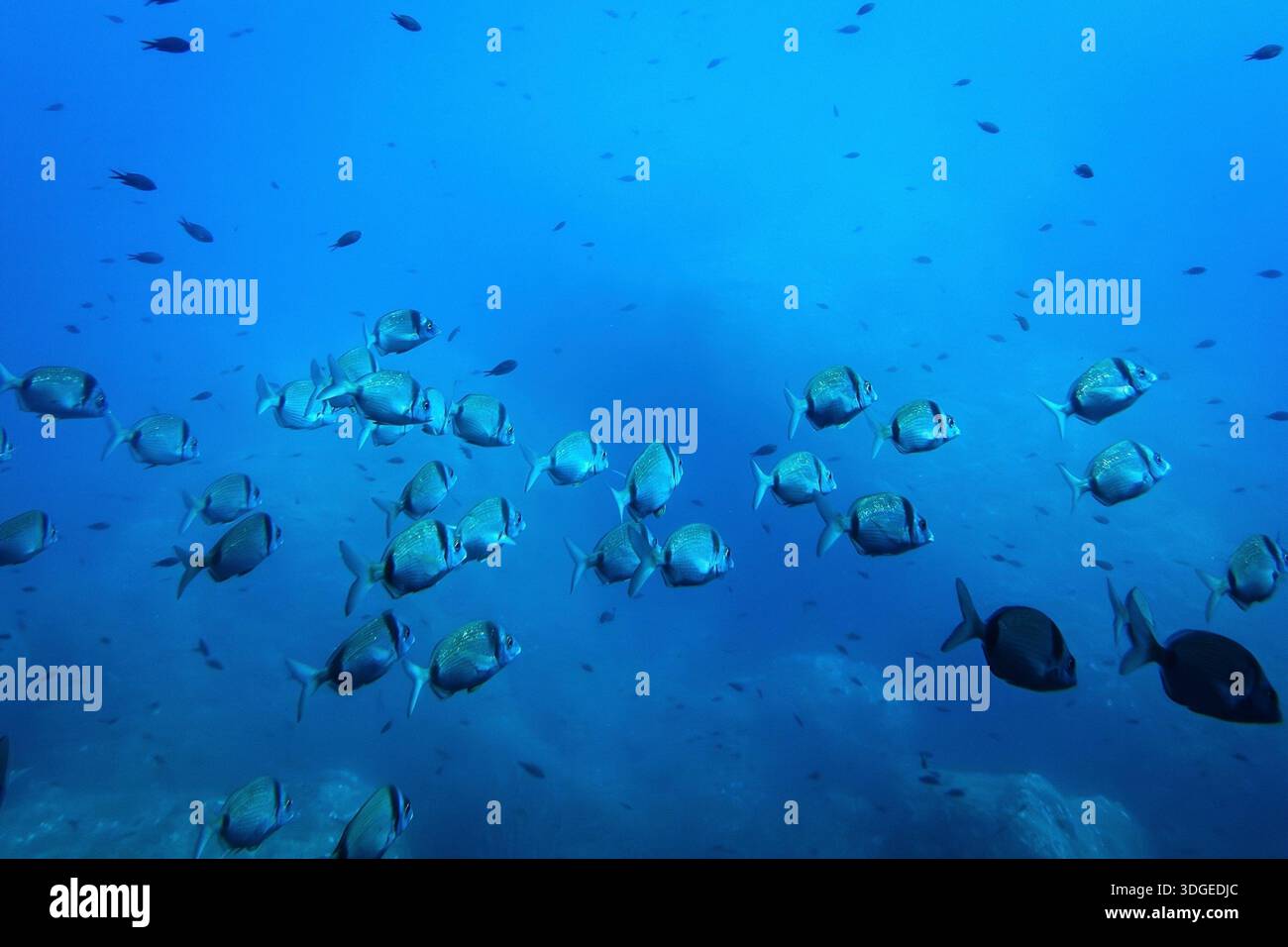 FILE - Common two-banded seabream fish swim in the protected area of ...