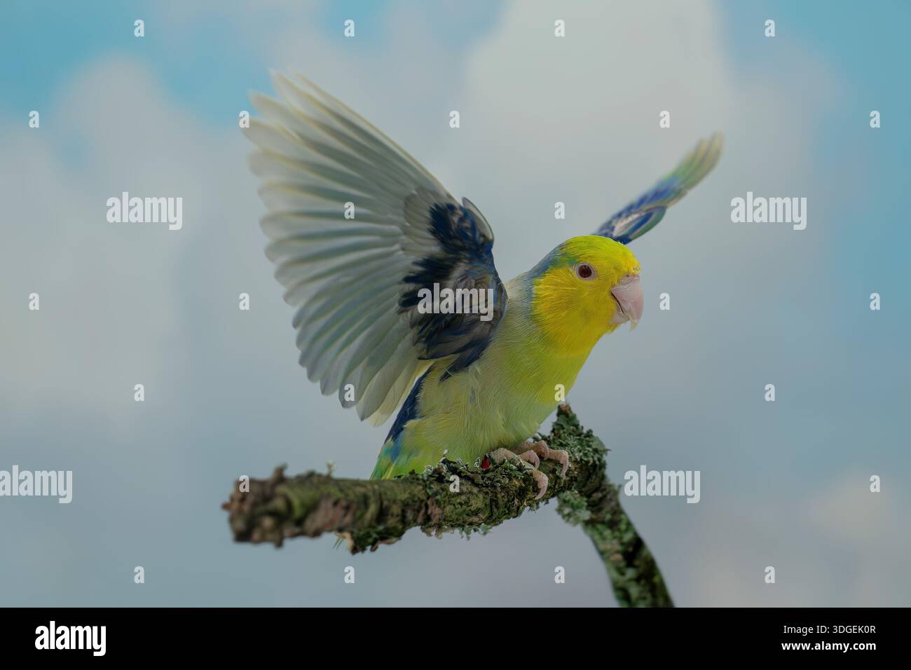 Pacific Parrotlet Forpus coelestis, fallow mutation Stock Photo - Alamy