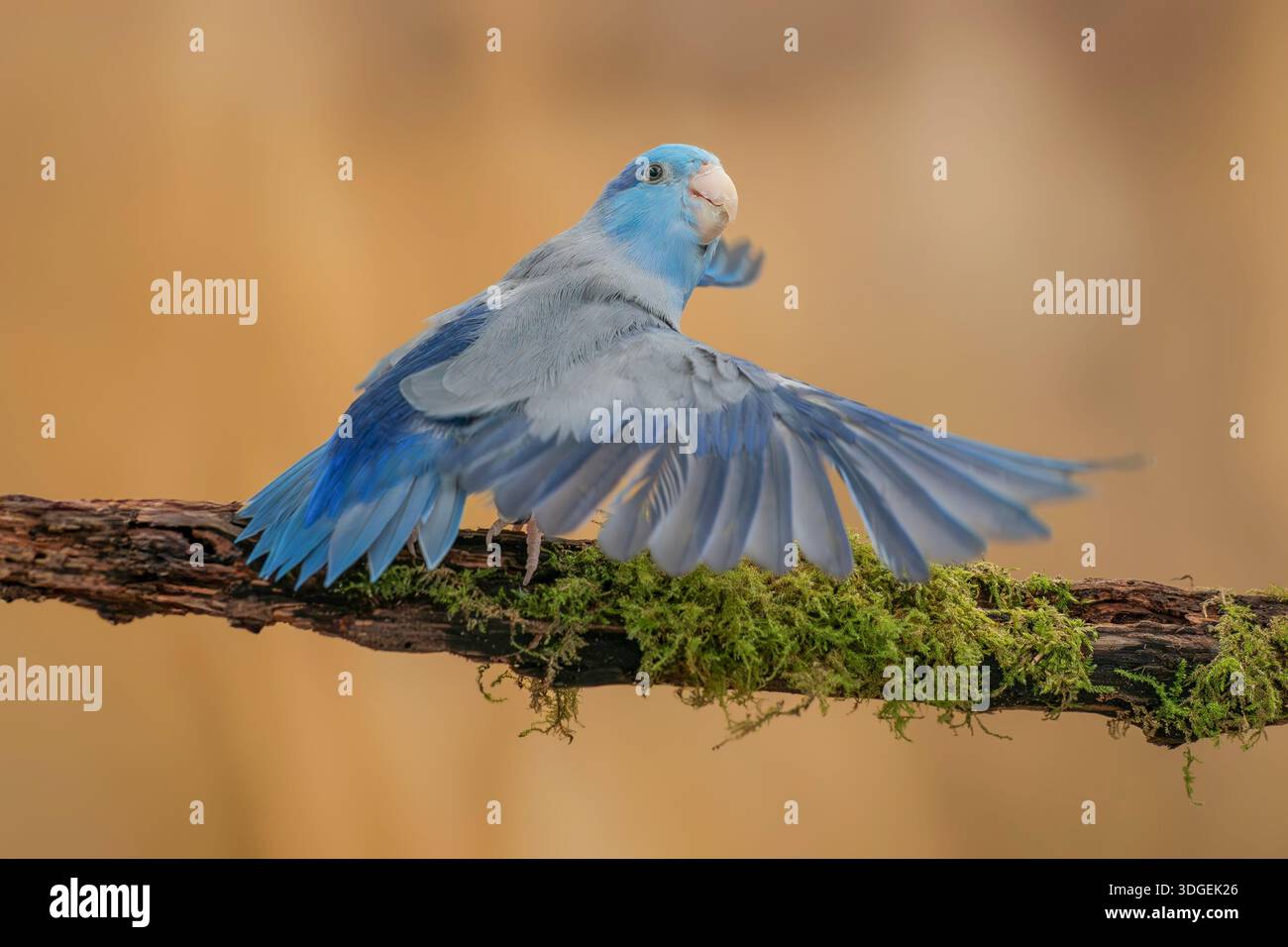 Pacific Parrotlet Forpus coelestis, dark blue mutation Stock Photo - Alamy